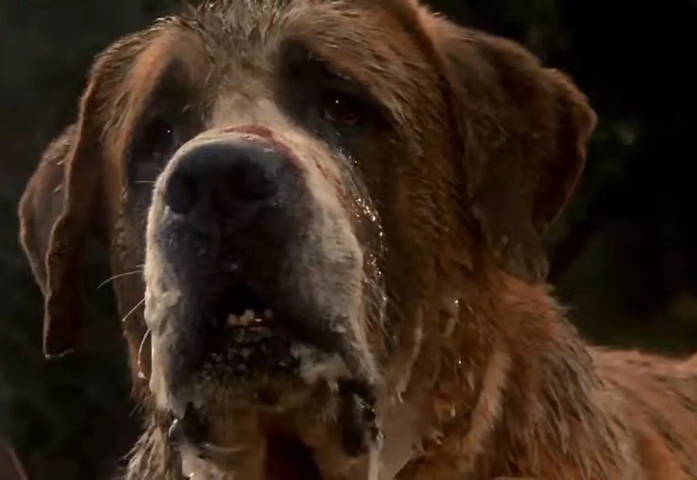 Remake of Stephen King's 'Cujo' Coming to Netflix - Newsweek