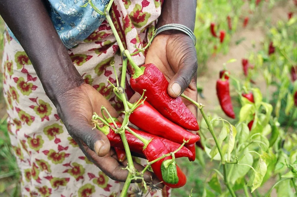 How Your Chilli Addiction Could Be Helping You Live Longer - Newsweek