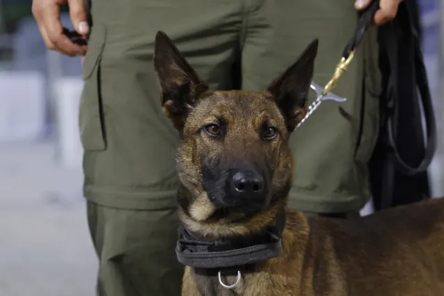 DOGE Makes Cuts to Bomb-Sniffing Dogs at TSA: What to Know - Newsweek