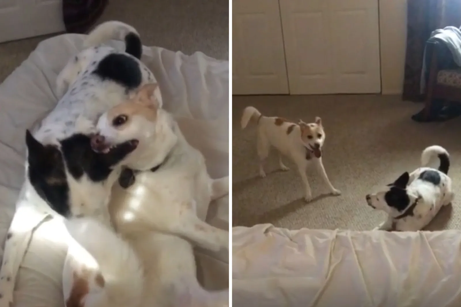 Rescue Dog Who ‘Fit Right in’ With New Sibling Melts Hearts - Newsweek