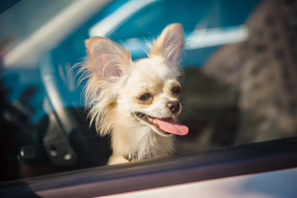 Woman Looks Out Car Window, Internet Can’t Cope With What Dog Is ...