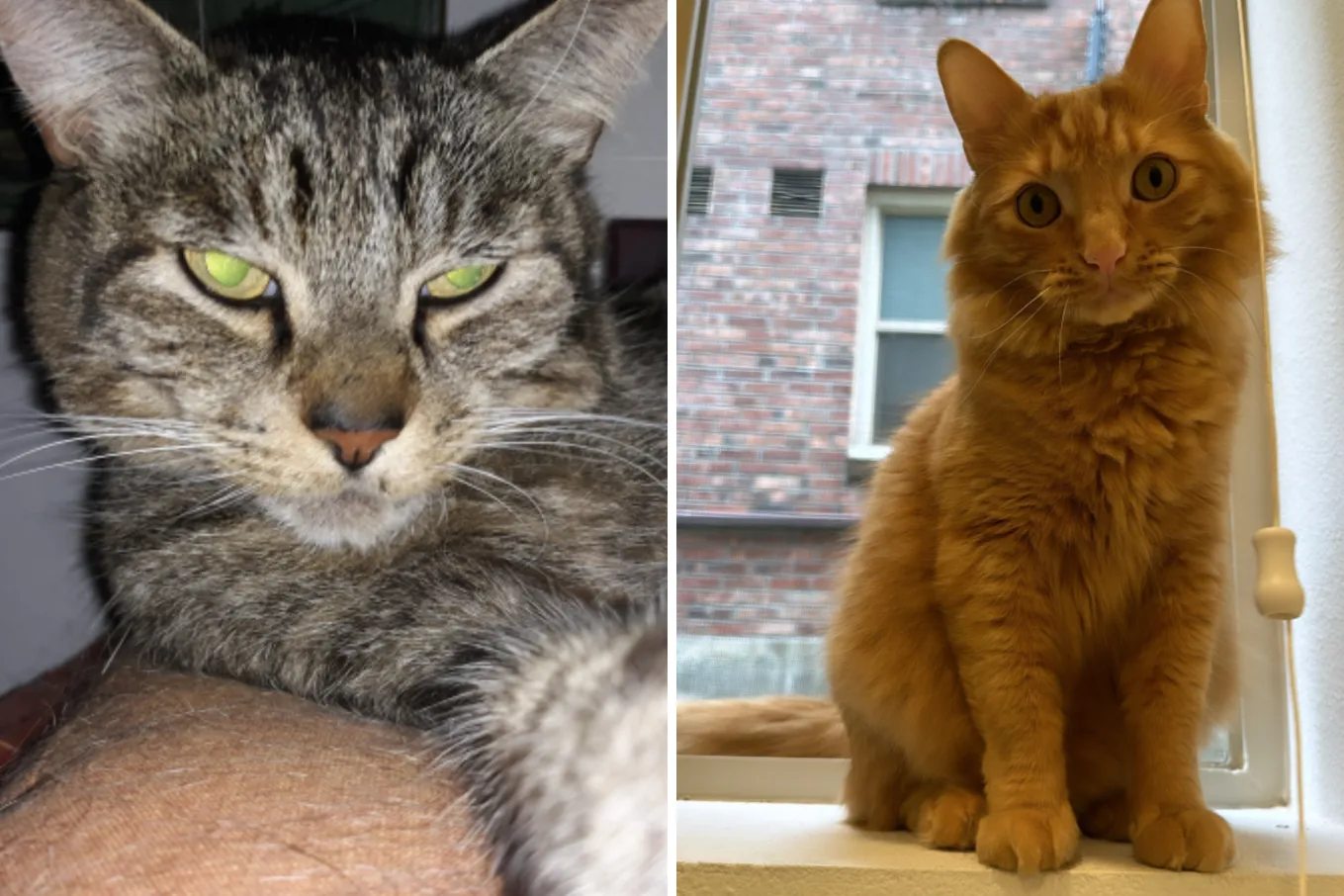 Alarm Raised Over ‘Cruel’ Seattle Missing Cat Scam - Newsweek