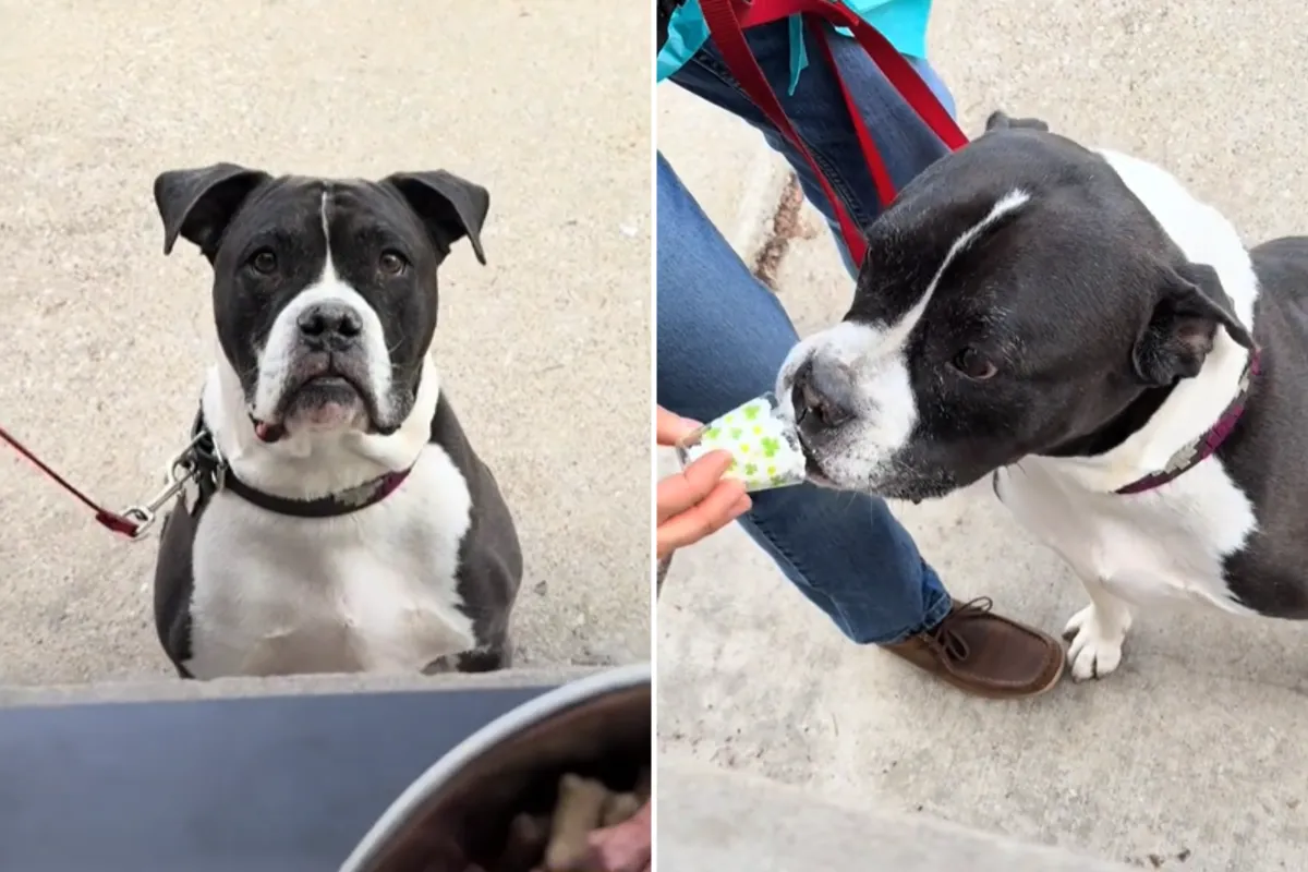 Moment Dog Enjoys His First Pup Cup Melts Hearts - Newsweek
