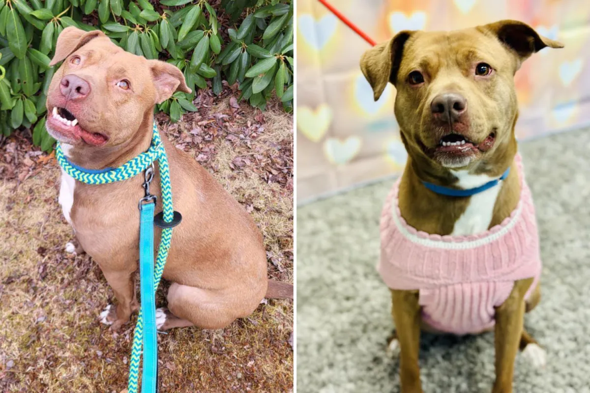 Dog Surrendered by Owner Still Waiting for Home After 152 Days in ...
