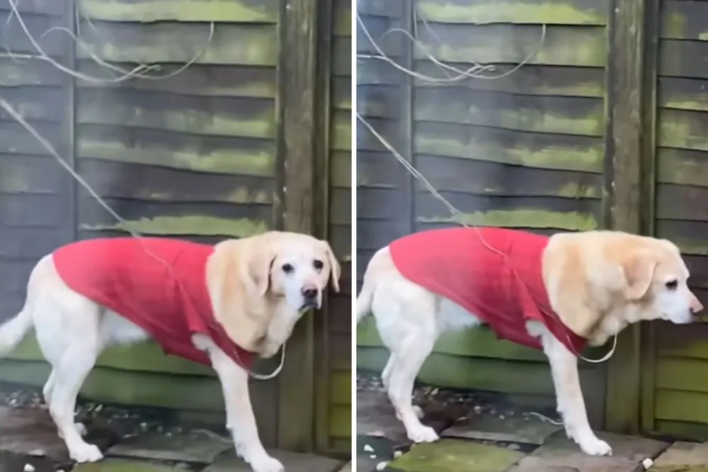 Owner Realizes Dog Been Outside for a While—Not Prepared for the Reason ...