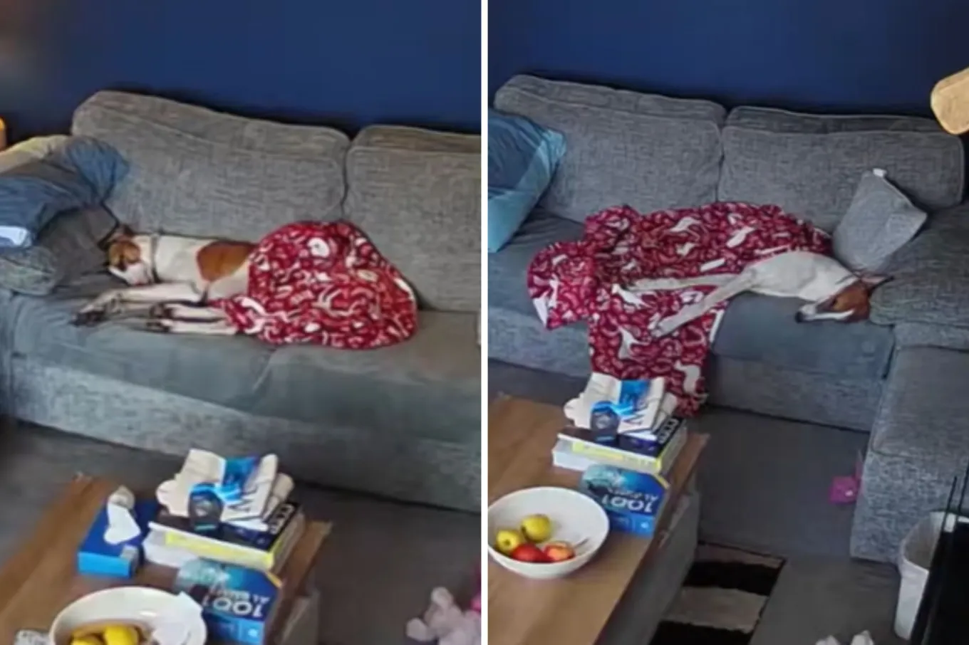 Man Watches Pet Cam Footage of Greyhound—Then Has Sudden Realization ...