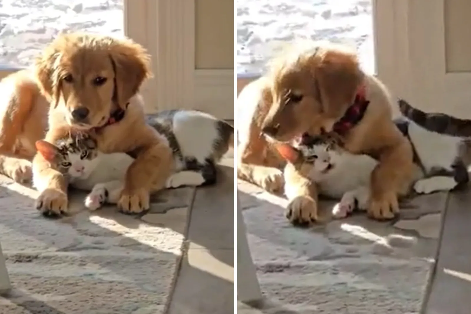 Golden Retriever Puppy Puts Cat in Headlock, Hysterics at What Happens ...