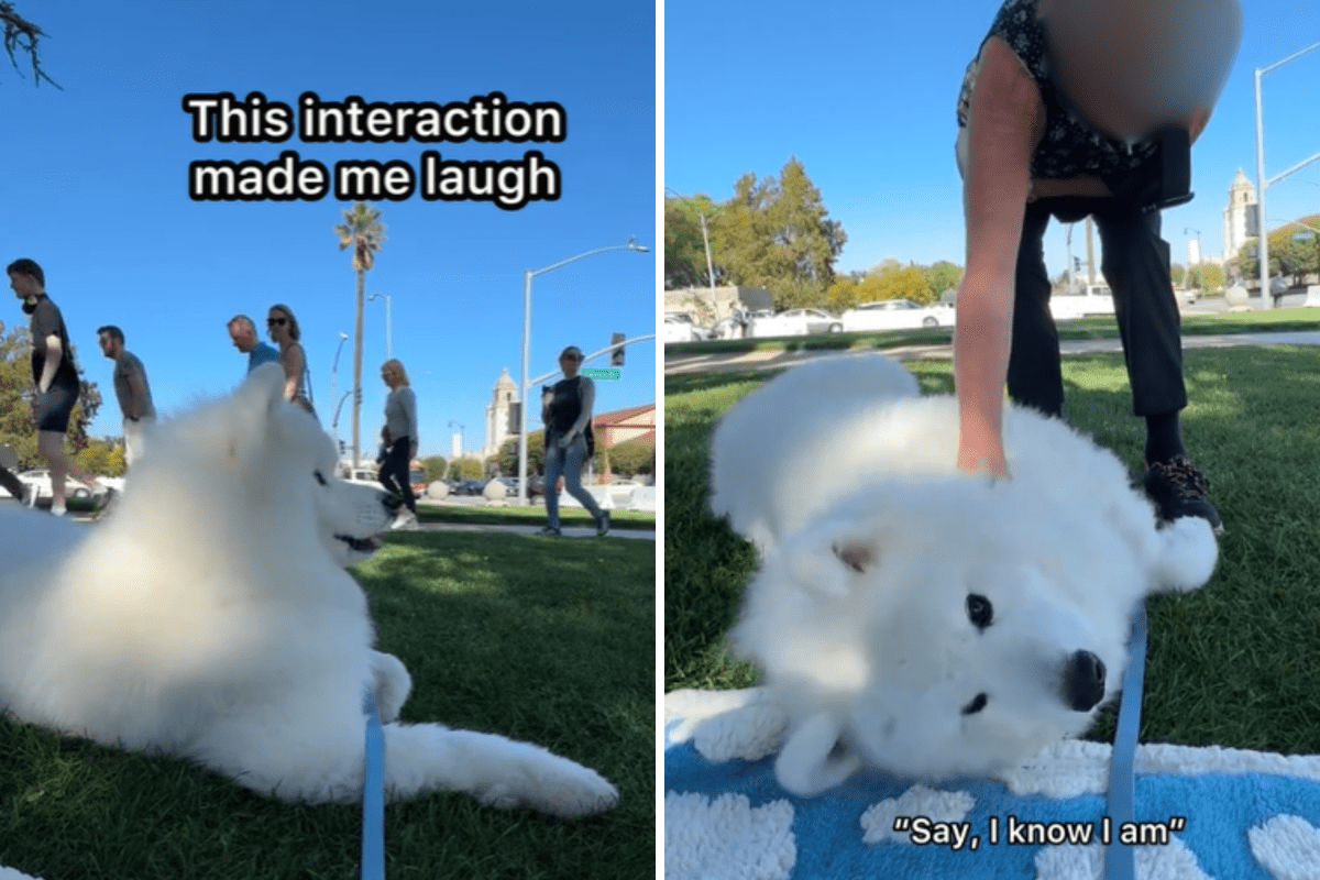 Stranger Seen Approaching Dog in Viral Video—Internet Has Thoughts ...