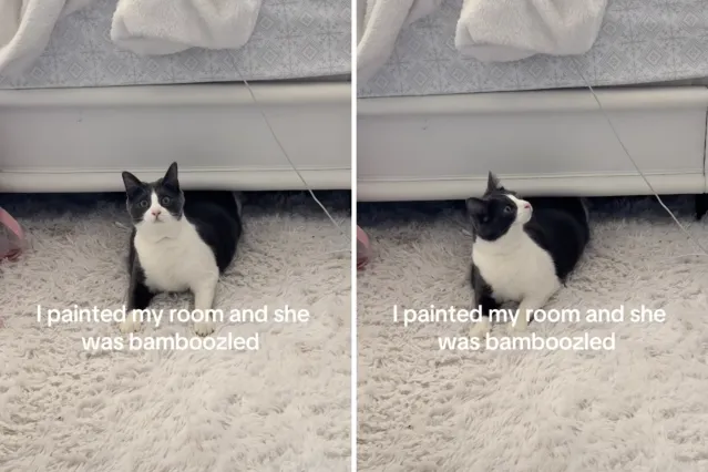 Hilarity at Cat’s Reaction to Owner Redecorating Her Bedroom ...