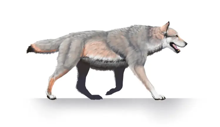 What is a Dire Wolf? How the Formerly Extinct Species Com... - Newsweek