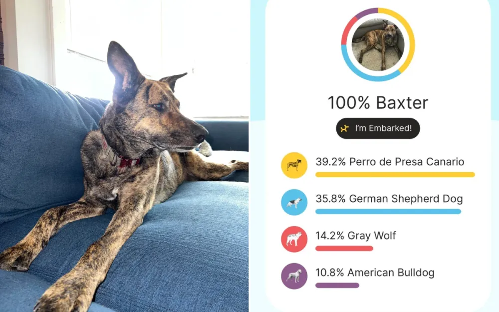 Couple Wondered Why Rescue Puppy Got So Big, Then DNA Test Revealed ...