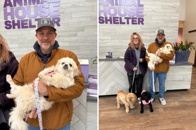 Tears As Runaway Rescue Dog Hit by Train Recovers—and Is Adopted by ...