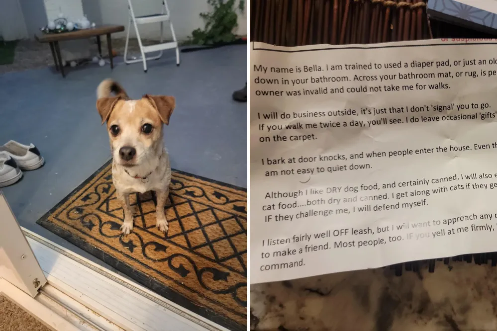 Tears As Couple Find Dog Abandoned by Owner With ‘Heartbreaking Note ...