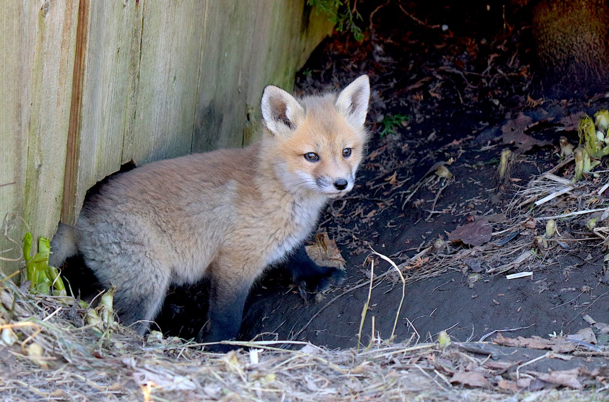 Heartbreak at What Is Found ‘Crying’ for Its Mom in Backyard - Newsweek