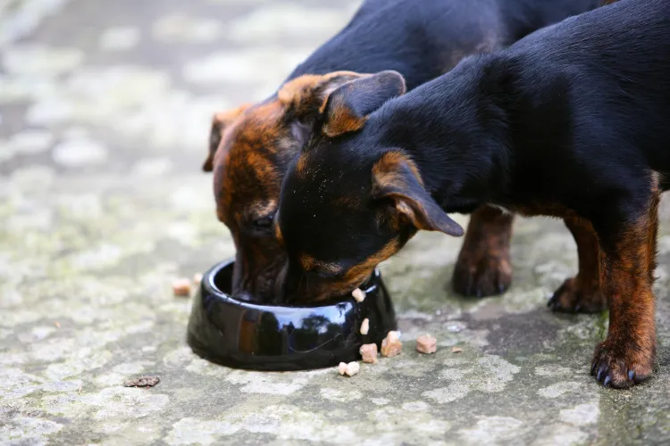 Pet Food Recall Map Shows States With New Warning - Newsweek