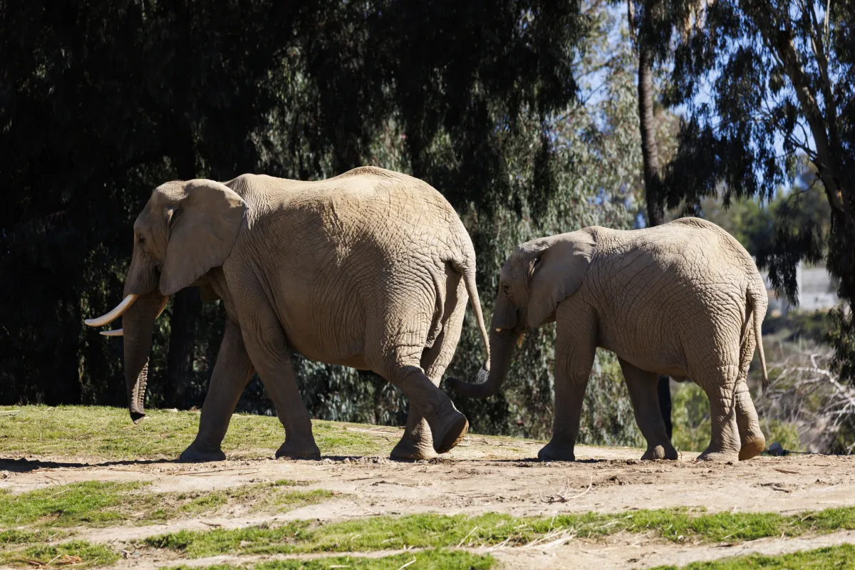 Watch as San Diego Zoo Elephants Form ‘Alert Circle’ During Earthquake ...