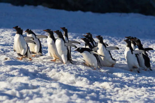 Penguins to ‘Stage Protest’ Against Trump Tariffs - Newsweek