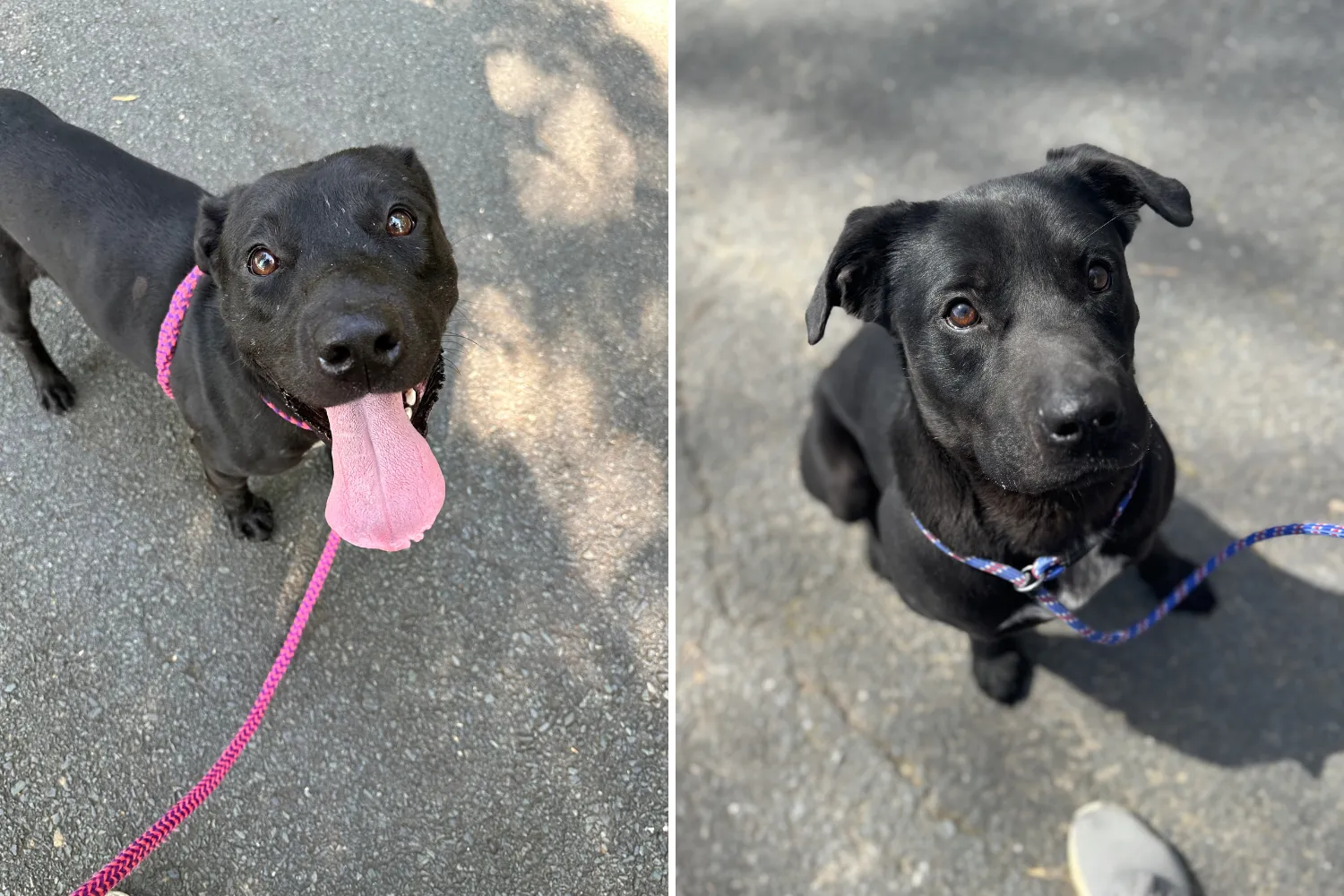 Shelter Begs for ‘Sweet, Silly Boy’ To Find New Family After Waiting ...