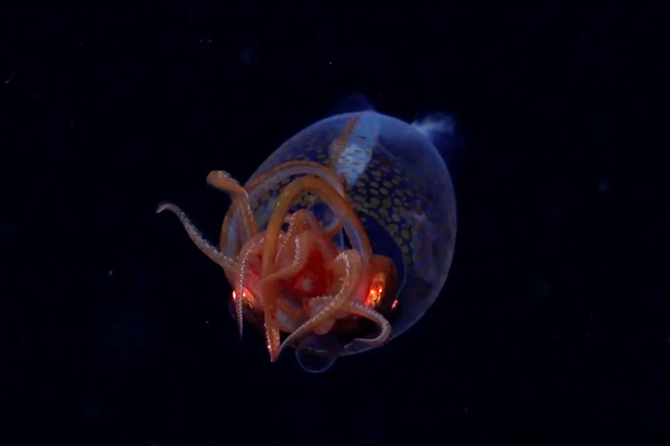 Live Colossal Squid Caught on Camera—for the First Time Ever - Newsweek