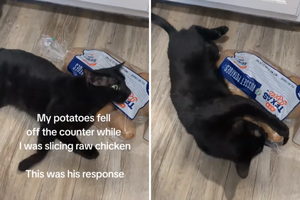 Cat Owner Drops Potatoes on Floor, Panic As She Realizes Her Mistake ...
