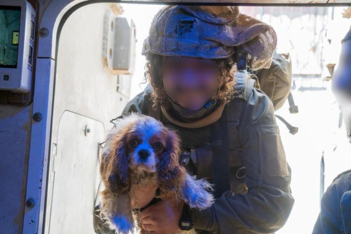 Tears as Dog That Evaded Oct. 7 Hamas Attack Found Alive: ‘Incredible ...