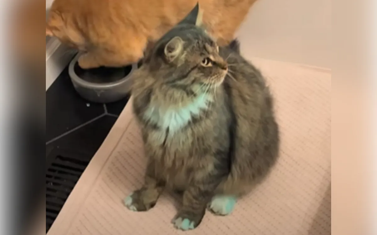 Owner Baffled As She Comes Home, Only To Discover Cat Has Turned Green ...