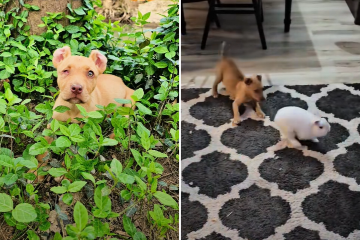 One-Eyed Rescue Puppy Finds Forever Home, But There’s an Unexpected ...