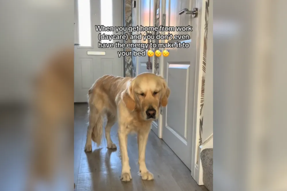 Owner Not Prepared for How Golden Retriever Returns Home From Day Care ...