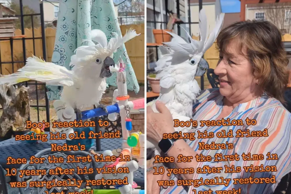 Cockatoo Blind for 10 Years Sees Owner After Surgery, Reaction Is ...
