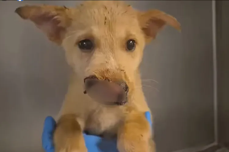 Pup Being ‘Mauled’ Overnight in Shelter by Large Dog Frustrates Viewers ...