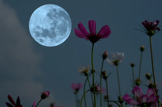 How To See May’s Flower Moon Next Week - Newsweek