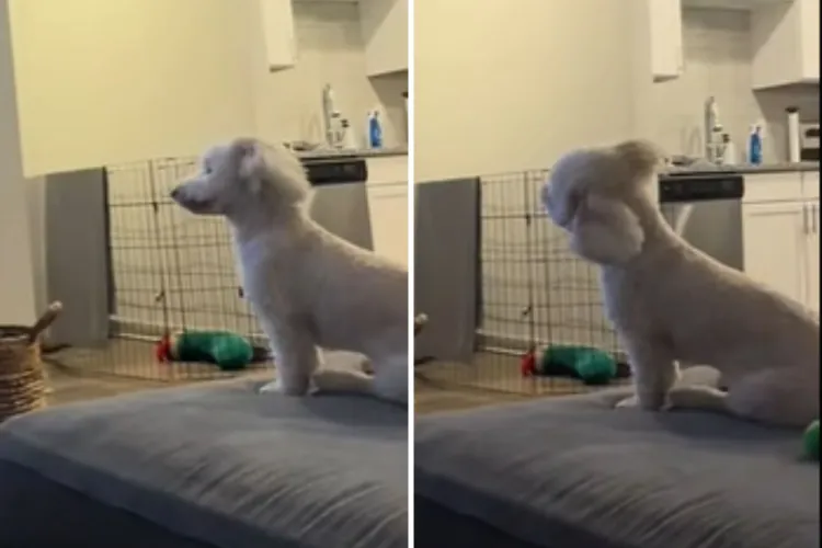 Moment Dog Recognizes Owner on TV Melts Hearts: ‘So Many Head Tilts ...