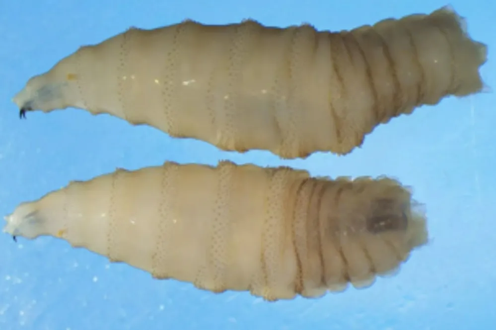 USDA Halts Livestock Imports at Southern Border Amid Parasite Threat ...