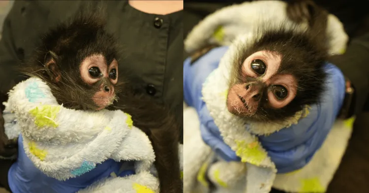 Baby Spider Monkey Rescued During Drug Bust Newsweek
