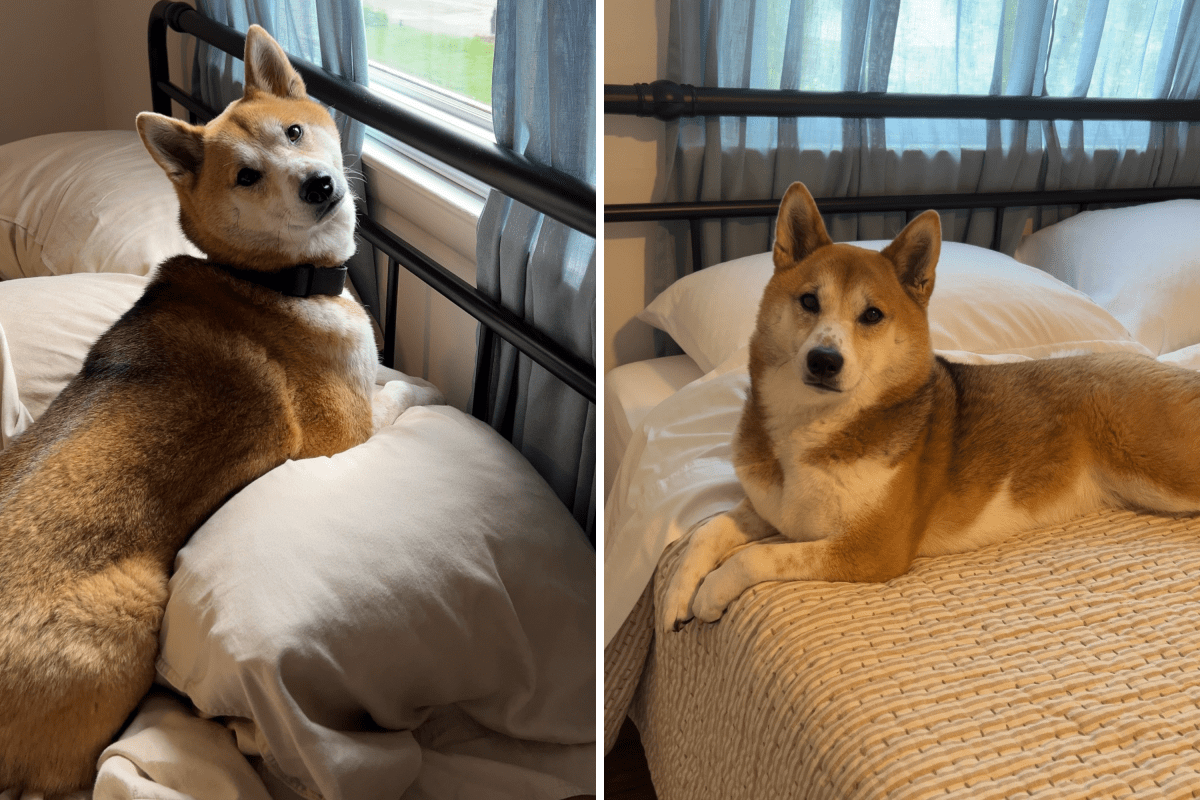Owners Move Home With ‘Spoiled’ Shiba Inu—Then She Discovers Guest Room ...