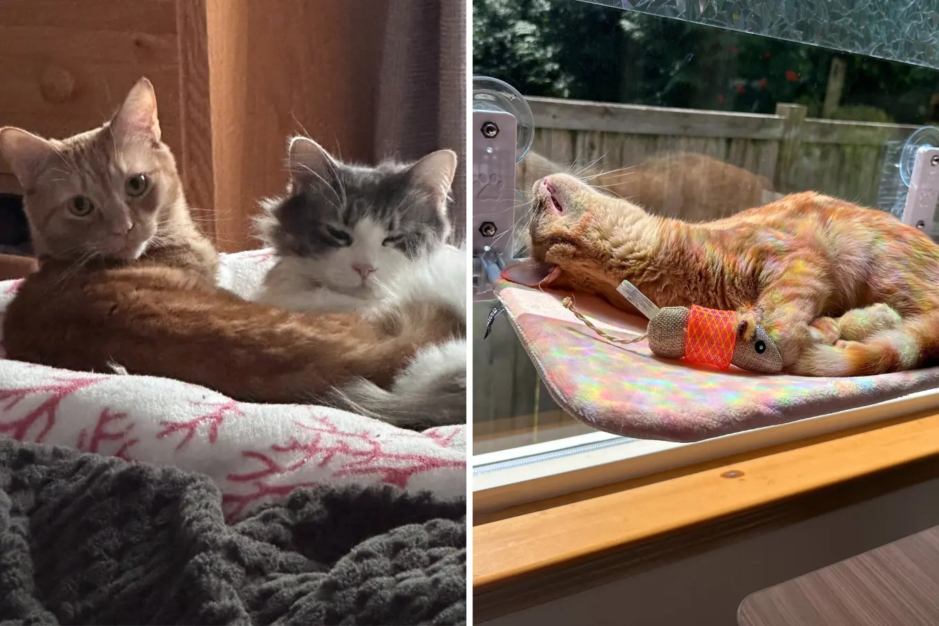 These Cats Never Saw Sunlight—Then Everything Changed - Newsweek