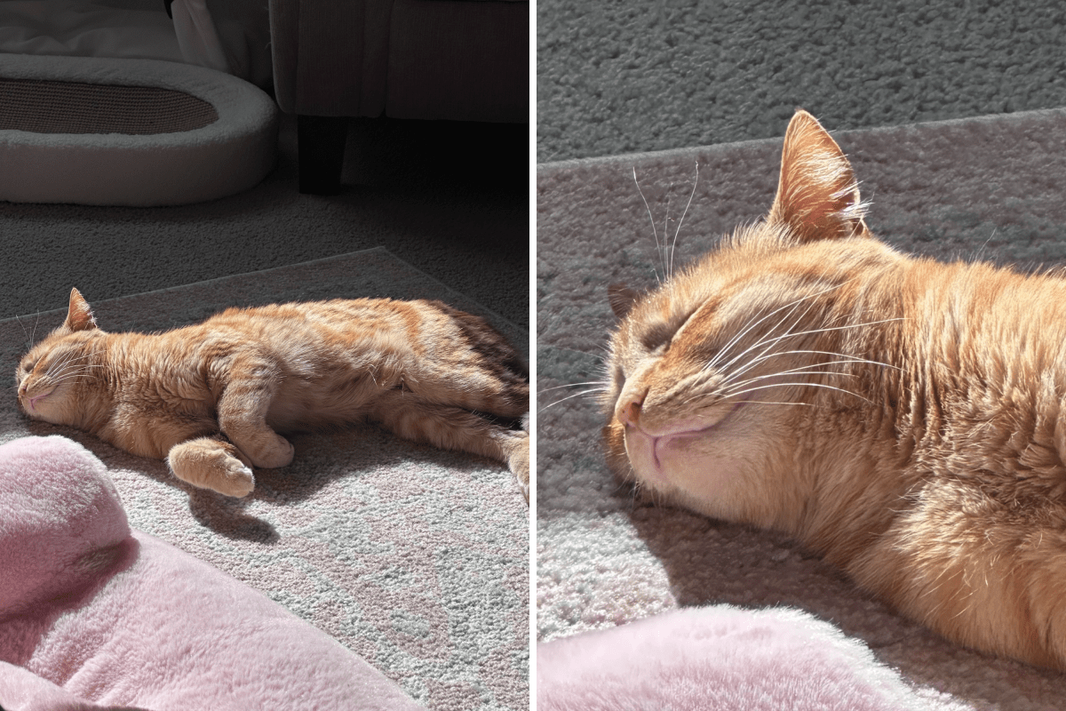 These Cats Never Saw Sunlight—Then Everything Changed - Newsweek