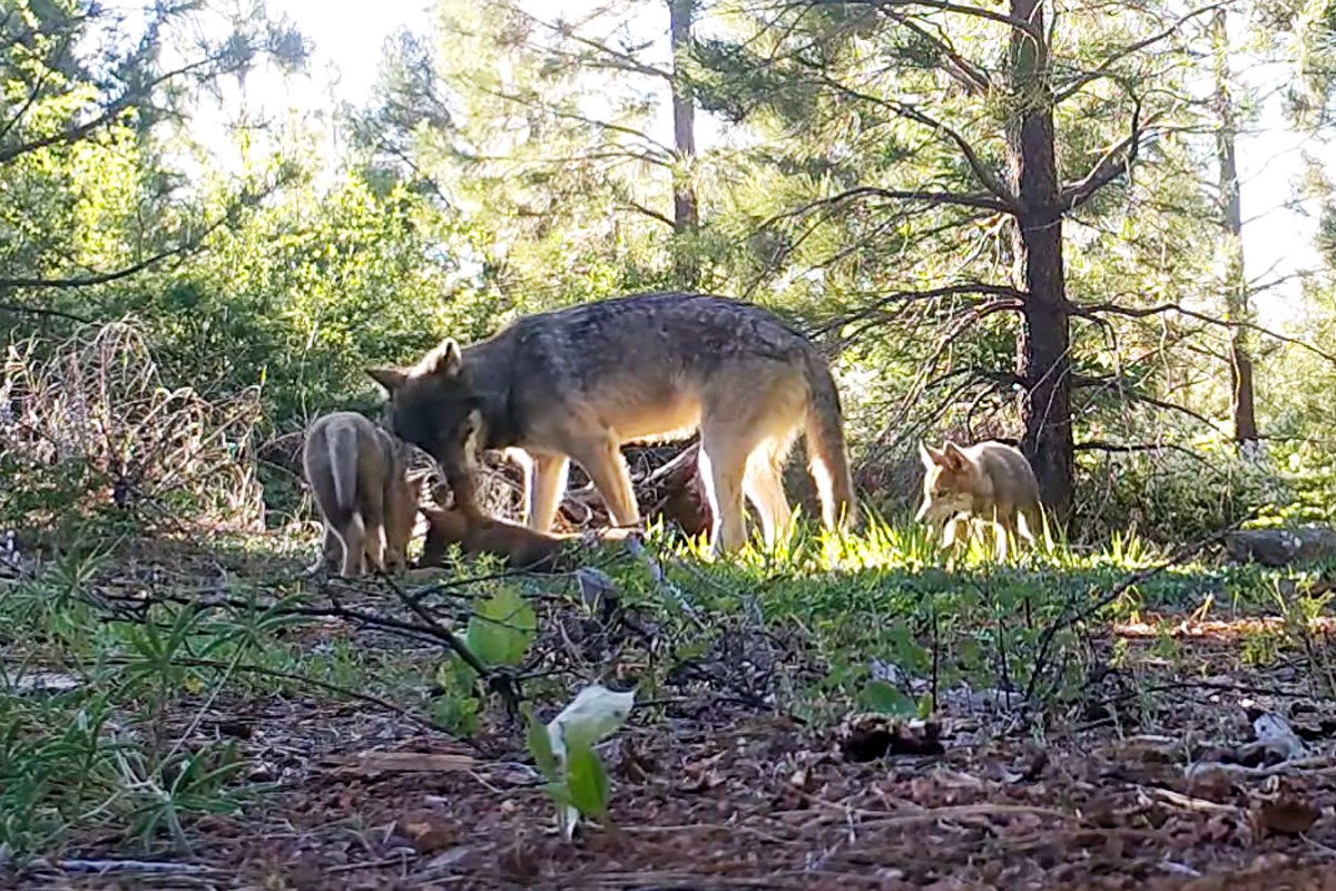Wolves Are Returning To California - Newsweek
