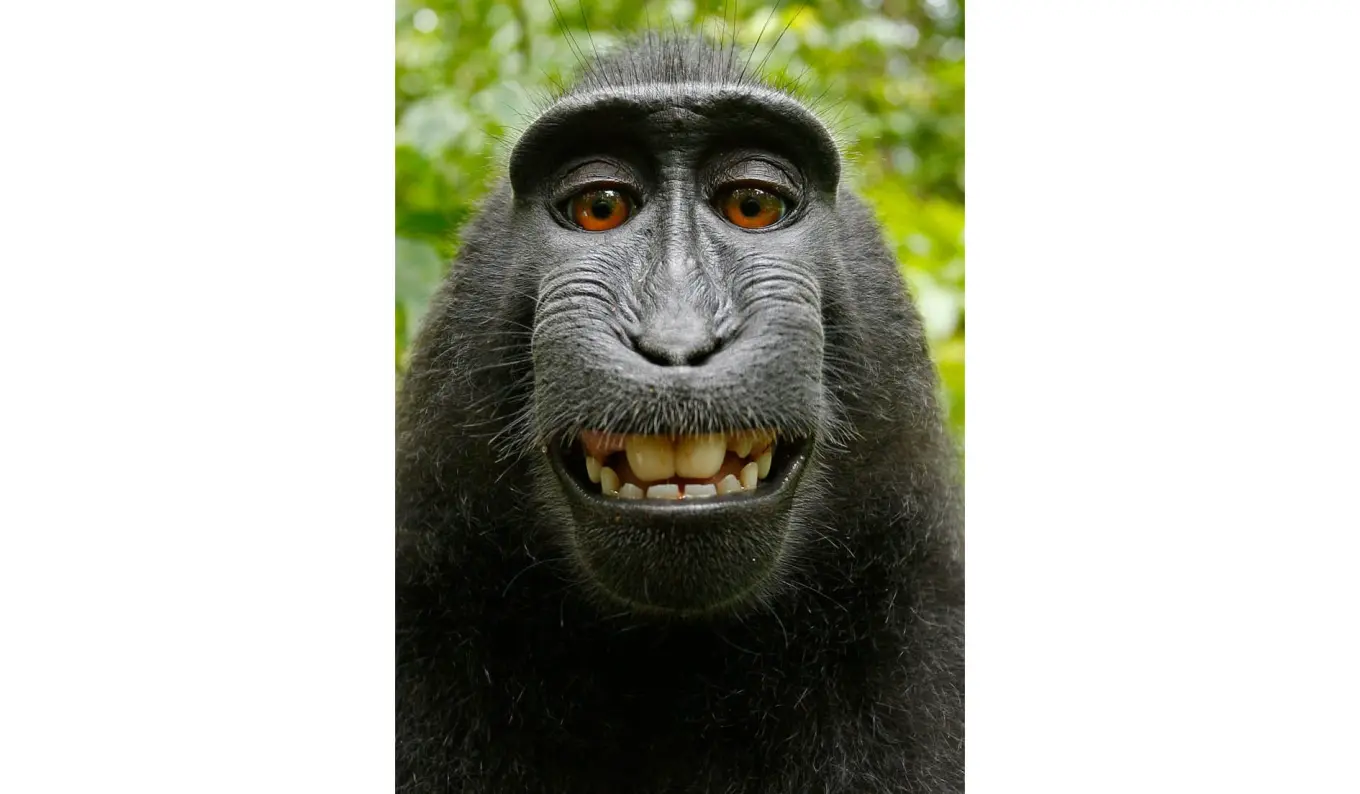 Wikimedia Says When a Monkey Takes a Selfie, No One Owns It - Newsweek