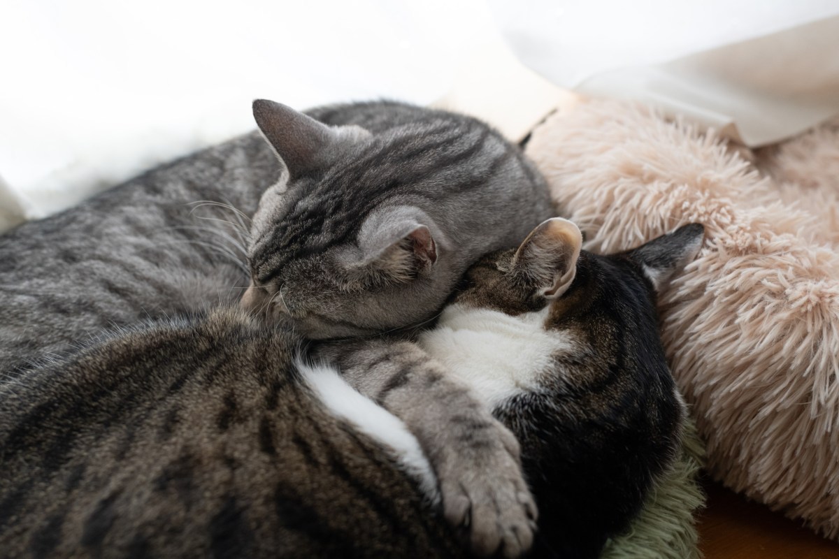 Woman Adopts Two Rescue Sister Cats, What Happens in First Week Goes ...