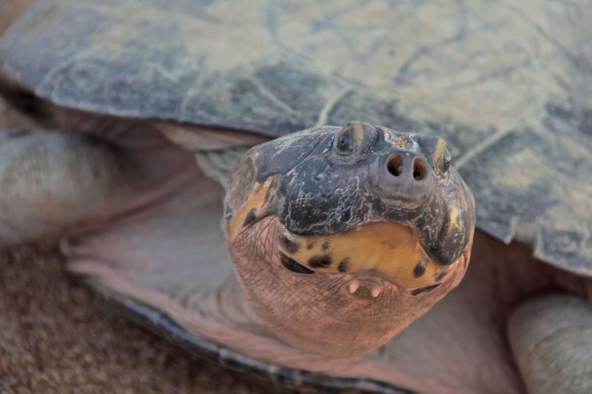 Turtles ‘Talk’ to Each Other, Parents Call Out to Offspring - Newsweek