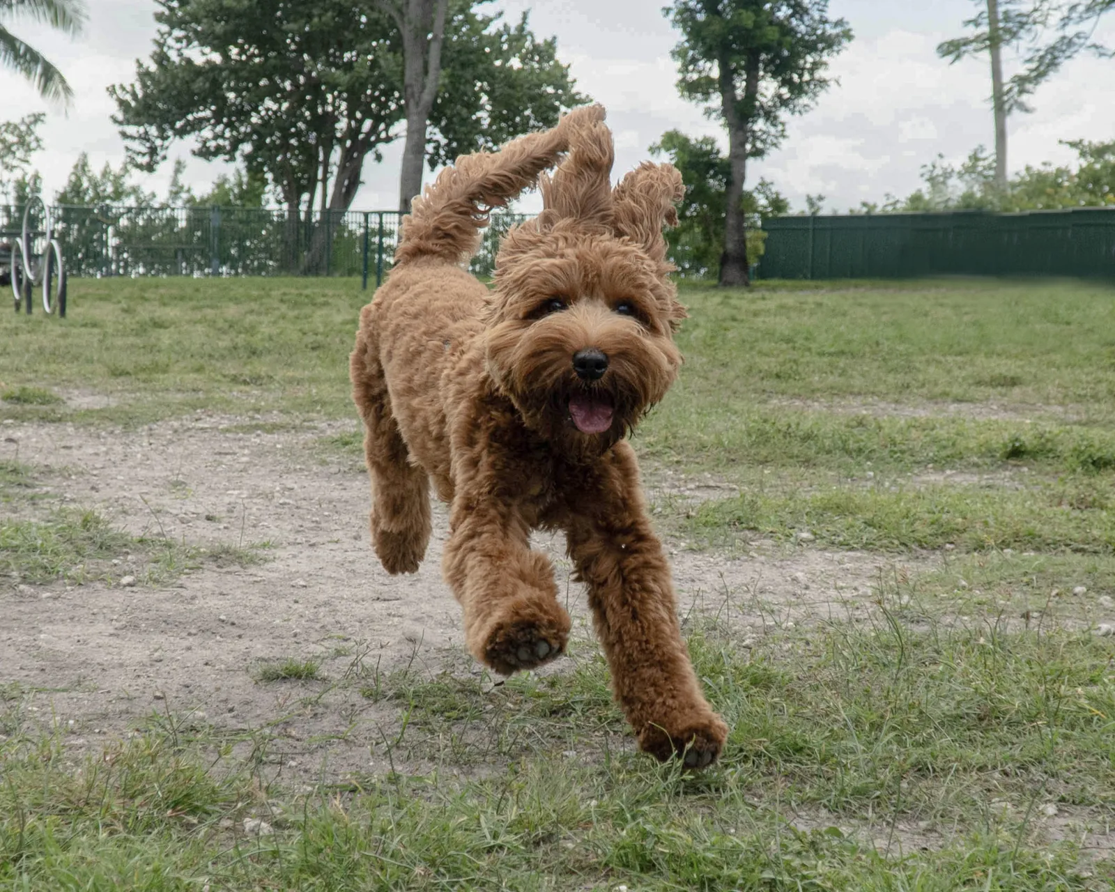 Mini Goldendoodle Sees Owners After First Daycare Day—Reaction Says It ...