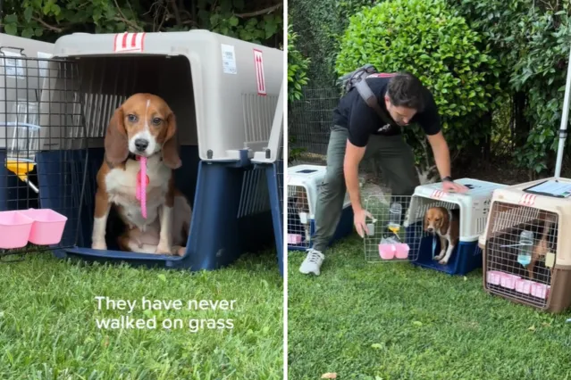Tears As Dogs Rescued From Animal Testing Center Touch Grass for First ...