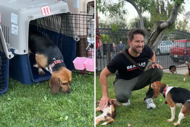 Tears As Dogs Rescued From Animal Testing Center Touch Grass for First ...