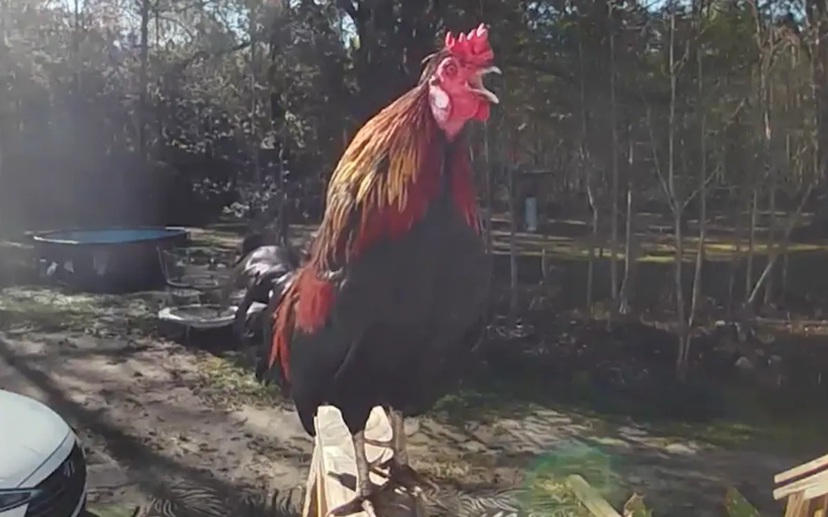 Every Morning Rooster Does One Thing Guaranteed To Send Dog Into ‘A ...