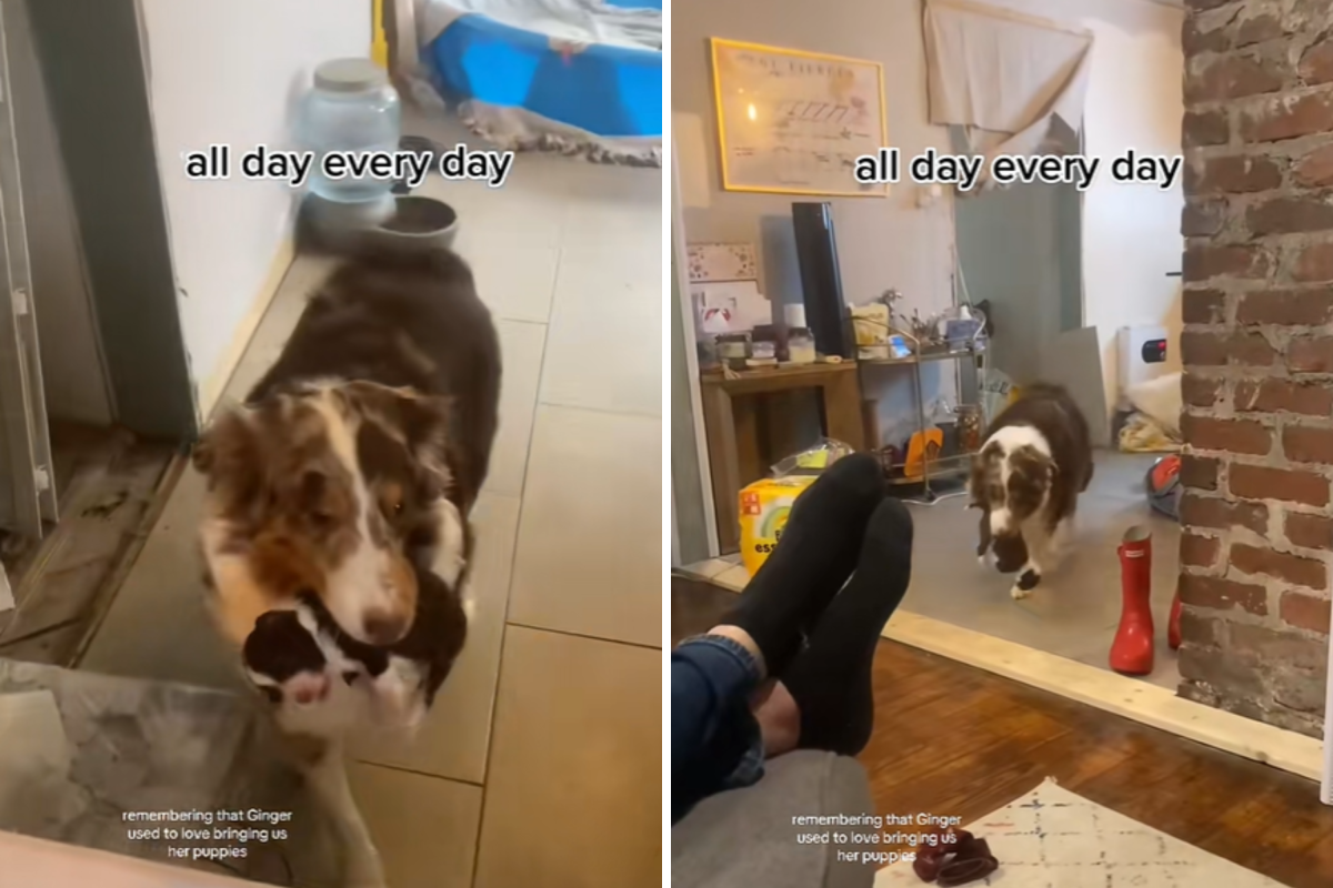 Woman Not Prepared for What Mama Dog Did With Her Puppies: ‘Put Him ...