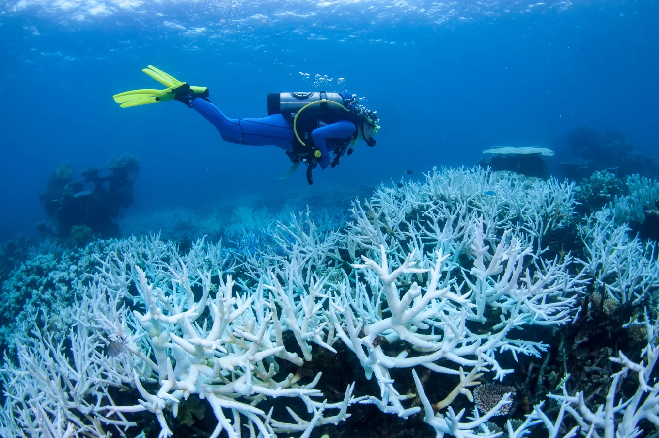 Climate Crisis ‘Evil Twin’ Is Coming for Marine Life - Newsweek