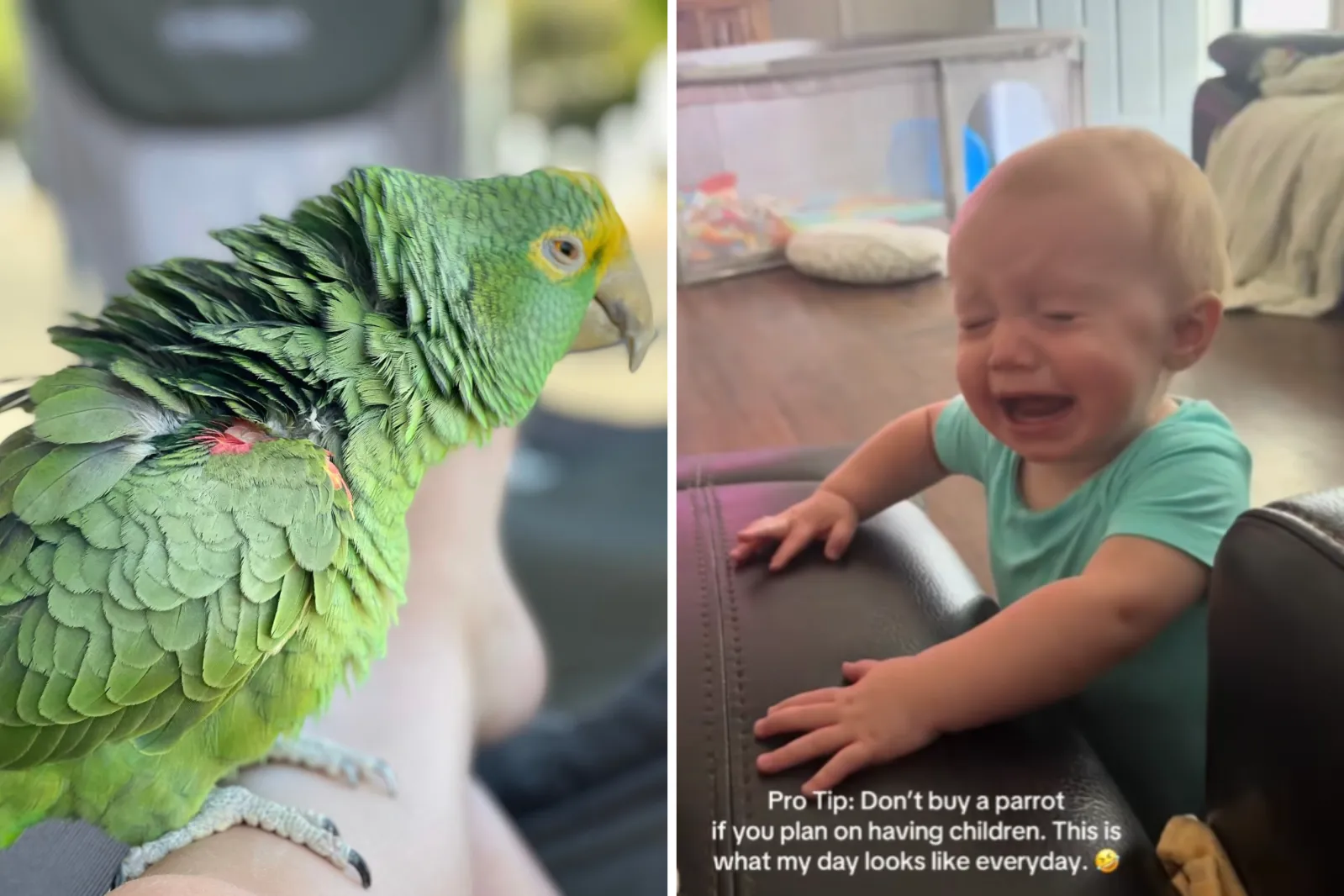 Parrot Owner Has a Baby—Not Prepared for What Awaits Her - Newsweek
