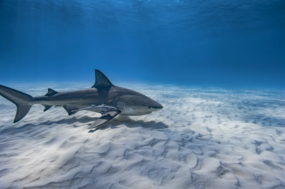 Shark News & Latest Pictures From Newsweek.com
