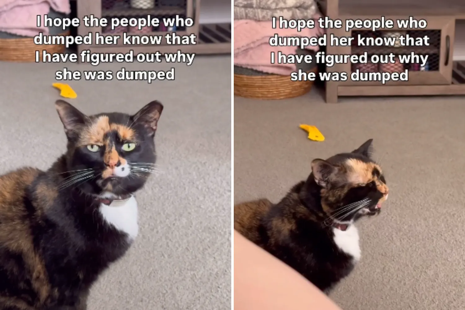 Woman Has Message for Previous Owner After She ‘Figured Out’ Why Cat ...